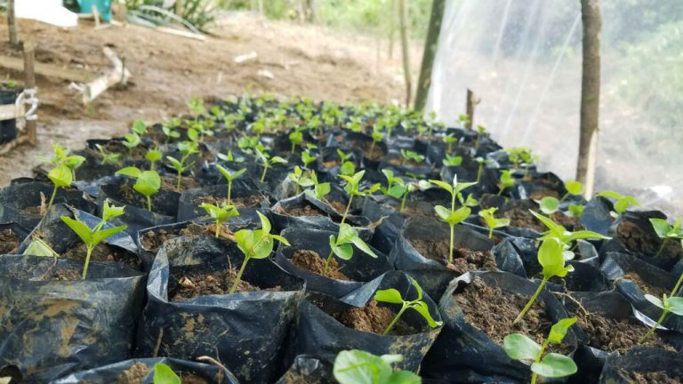 Tabernanthe Iboga Plant: Nature's Sacred Gift For Healing