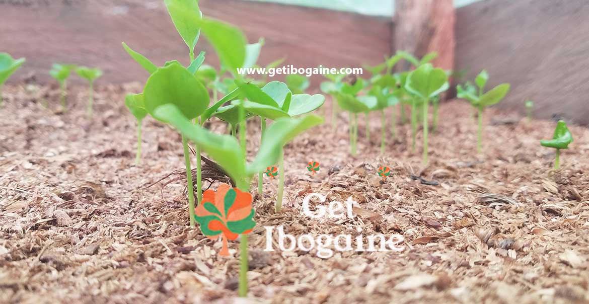 Get Ibogaine Team: Ibogaine Expert, Naturopathic Practioner